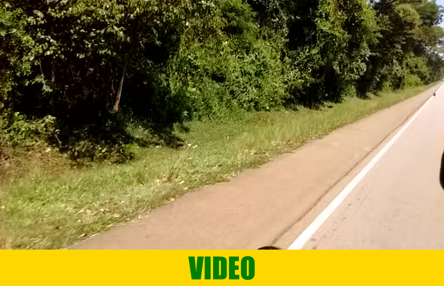 Baboons in the Busitema forest in Uganda